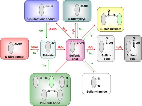 Principal Oxidative Modifications Of Cysteinyl Residues And Their Download Scientific Diagram