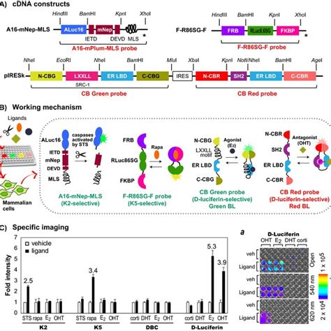 A Schematic Diagram Of The Cdna Constructs Encoded In Mammalian Download Scientific Diagram