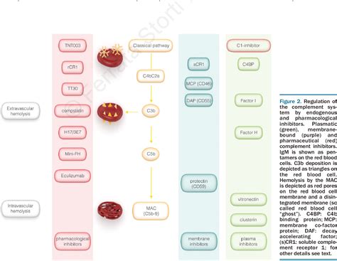 Figure 2 From Complement Inhibitors To Treat Igm Mediated Autoimmune Hemolysis Semantic Scholar