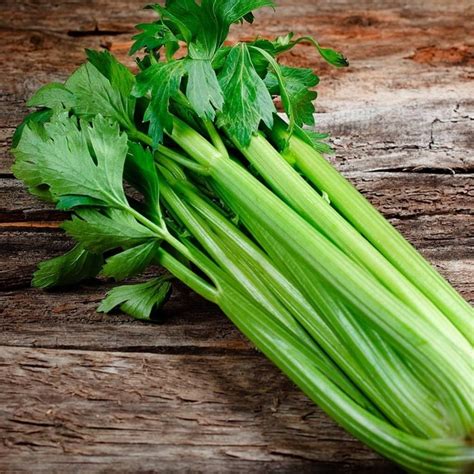 Apio Comprar en LA HUERTA ORGÁNICA SEMILLAS
