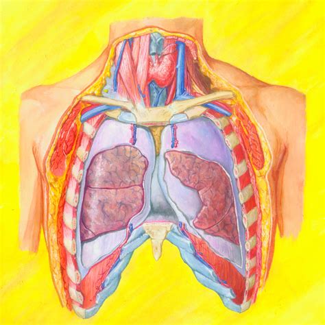Lungs Ant View Netter Replica By Unidentifiedname On Deviantart
