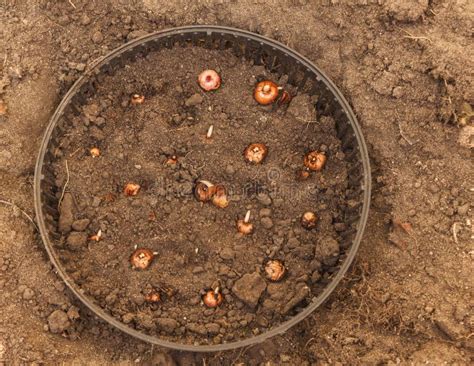 Planting Crocus Bulbs In A Bulb Basket Stock Image Image Of Basket