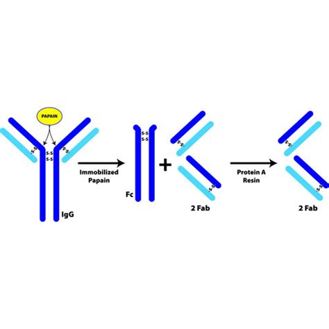 Fab Fragmentation From Igg Complete Kits