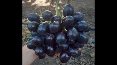 Ранние и ранне -средние сорта винограда:Зарница,Столетие,Лучистый,Супер ...