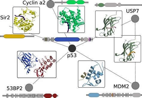 Transient Protein Protein Interactions Structural Functional And Network Properties Structure