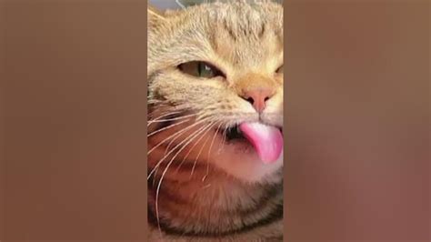 Ammoots Fypシ Moots Fypシ Moots Fypシ Moots Fypシ Youtube