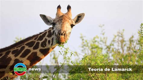 Teoría de Lamarck Qué es importancia y ejemplos Humac