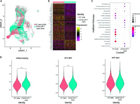 Single Cell Gene Expression Analysis Of Cd32 Cr T Cells A Umap Plots