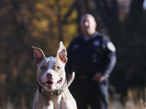 Group Trains ‘pit Bulls For Use By Police The Blade