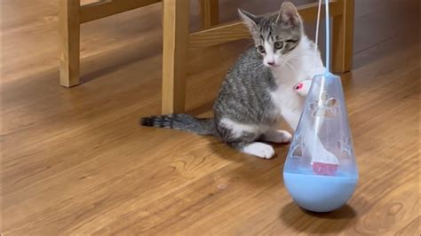 【子猫】生後2ヶ月の子猫が来た日 Youtube