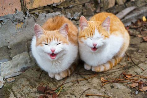 Living With An Un Neutered Cat Great Articles Declawing