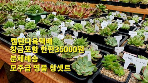 💥창금포함한판 35000원분채배송💥명품창다육이셋트 모주급대방출 캡틴다육 반채배송 명품창셋트 Youtube