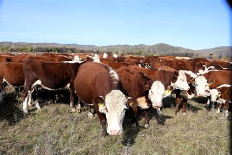 Газар тариалангийнхаа суурин дээр эрчимжсэн үхрийн аж ахуй бий болгожээ