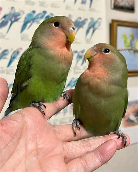 煤けてきた兄弟コザクラインコ兄弟の成長日記 鳥バカ日記2