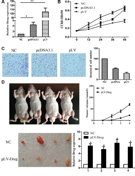 Figure 3 From Helicobacter Pylori Infection Related Long Noncoding Rna Lncrna Af147447