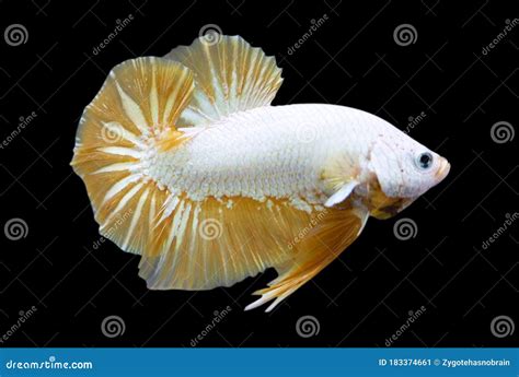 Betta Golden Dragon Halfmoon Plakat Hmpk Male Or Plakat Fighting Fish