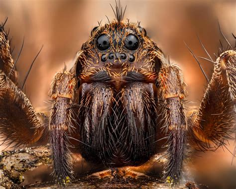 Wolf Spider R Microporn