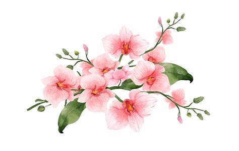 Rosa orchidee aquarell blume auf weißem hintergrund tropische blumen