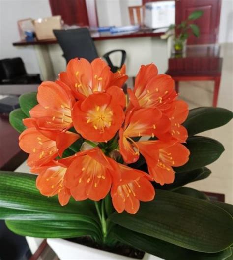 冬季君子蘭養護四個關鍵要點葉片繁茂花開不斷 imomo植物識別