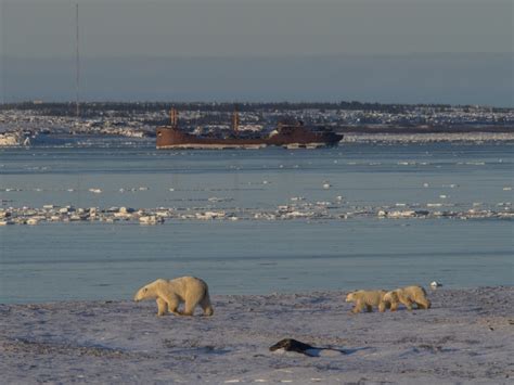 Polar Bear Season Going Strong Churchill Polar Bears