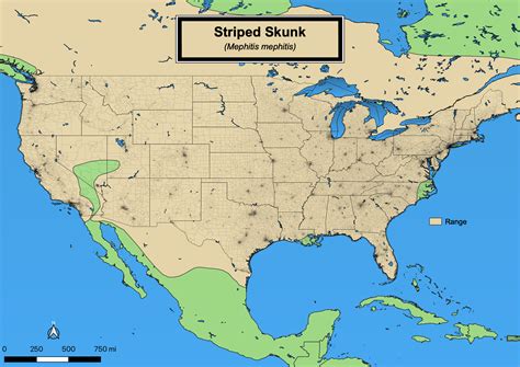 Striped Skunk Emuseum Of Natural History