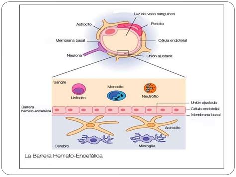 Barrera Hematoencefalica
