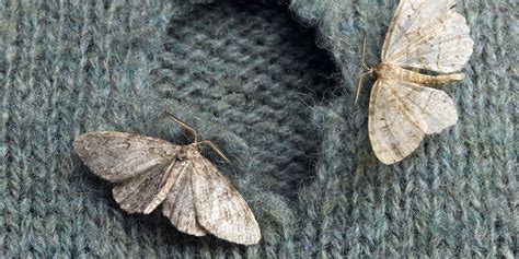 Common House Bugs