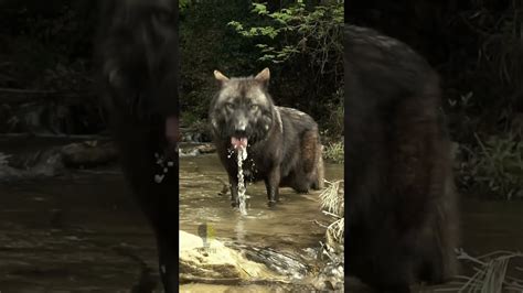 실제 큰 늑대 크기 체감 Shorts Youtube