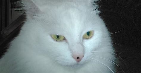 Unimpressed Cat Imgur