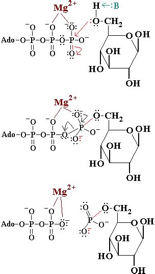 Hexokinase Proteopedia Life In 3d