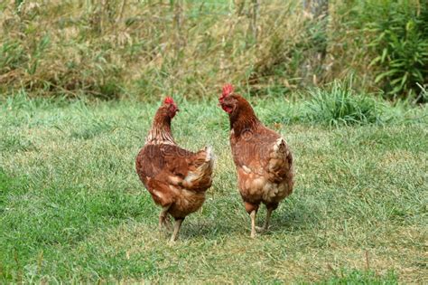Two Free Range Laying Hens Walking Beside Each Other Stock Image Image Of Grass Country