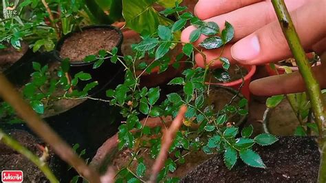 Rose Dieback Disease Causes Prevention And Treatment