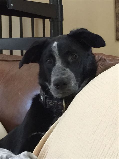 Yellow Lab Heeler Mix At Kathleen Flores Blog