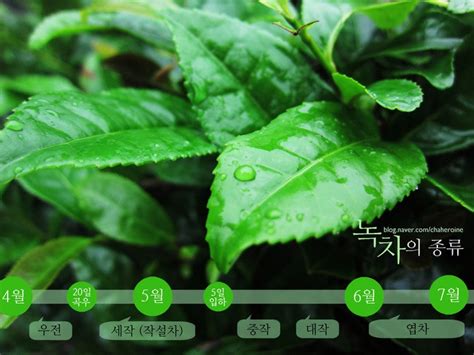 녹차의 종류녹차등급 명인의 녹차 우전 세작작설차 중작 대작 엽차 네이버 블로그