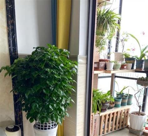 客廳見樹，十有九富，7種「吉祥樹」，客廳一放，養人還「旺運」 Imomo植物識別