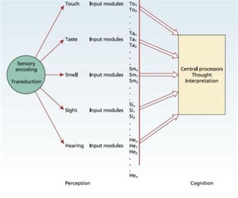 Theories Of Perception Flashcards Quizlet