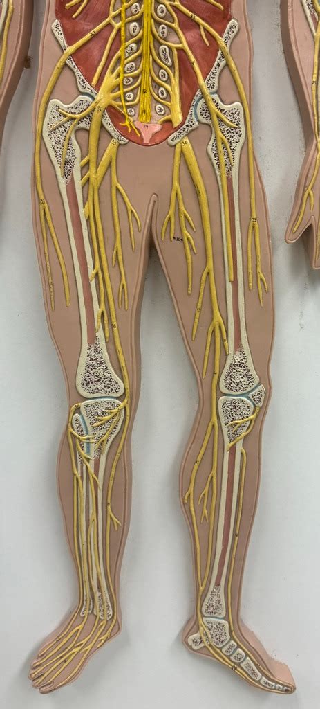Lower Leg Nerves Labeled Diagram Quizlet