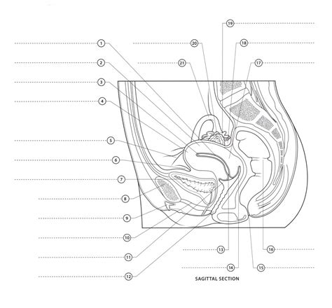 Reproductive System, Female Abdomen and Pelvis, Sagittal Section Anatomy Diagram | Quizlet