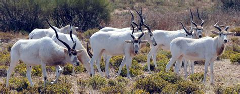 Kasai Addaxes Speculative Evolution Wiki Fandom