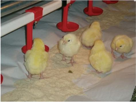 Poultry Paper Brooding Paper Chick Paper For Poulty Farming At ₹ 50kg