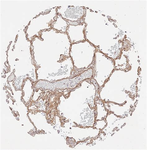 Results For 6586 Abcam Antibodies Proteins Kits