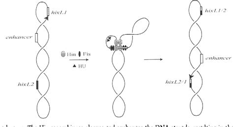 Hmgb2 Gene Semantic Scholar