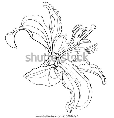 Lily Vector Image Over Royalty Free Licensable Stock Illustrations Drawings Shutterstock