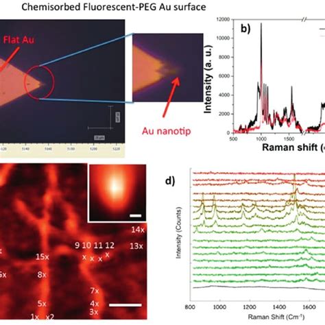 Tip Enhanced Raman Spectra A Optical Image Of The Gold Coated