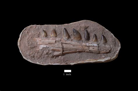 Composite Mosasaur Jaw NCFossilFest Auction Aurora Fossil Museum Foundation Inc