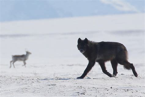 Photo Gallery Toolik Field Station