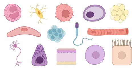 types of cells with functions and examples