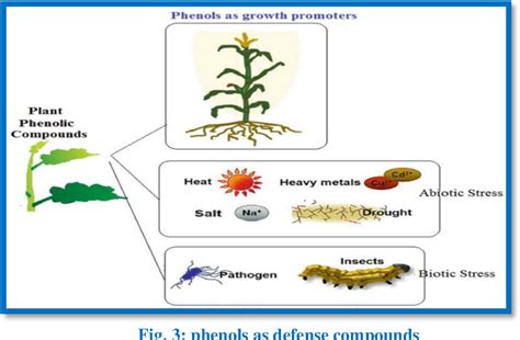 Figure 3 From Role Of Phenolic Compounds In Allelopathic Activity Semantic Scholar