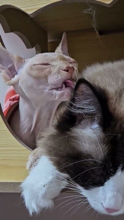 형아가 너무좋은 고양이 딸기 Cat Youtube