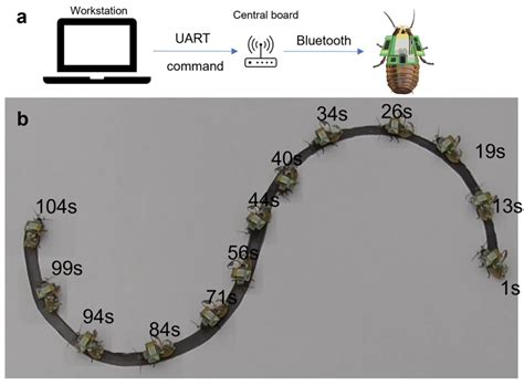 Scientists Transformed A Cockroach Into A Remote Controlled Zombie